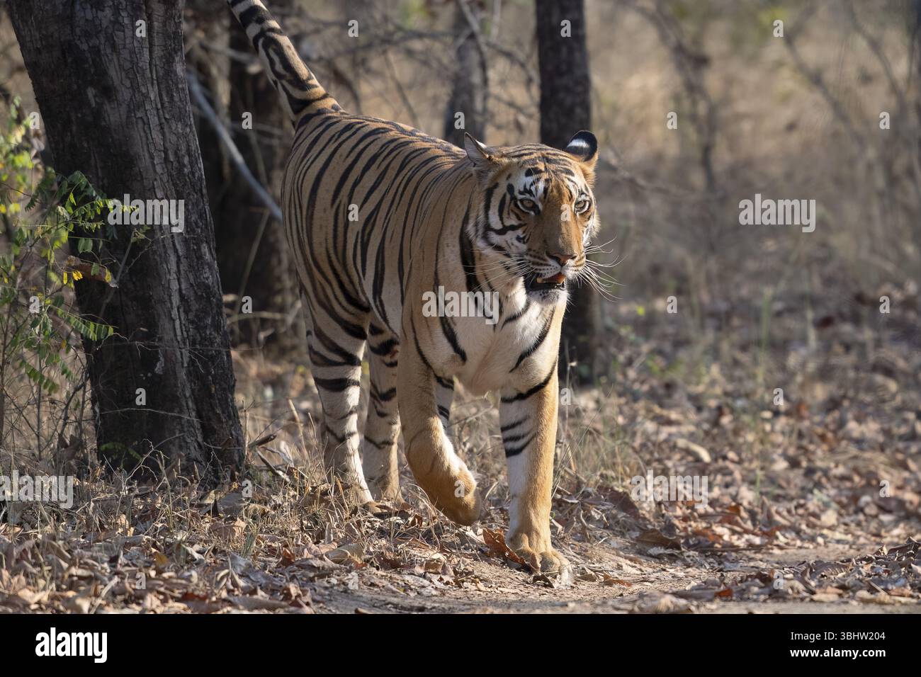 Tiger (Panthera tigris), Bengal tiger or Indian tiger, big cat ...