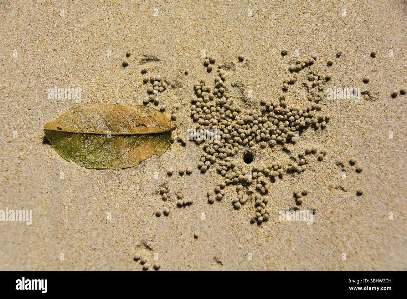 Artwork created by sand fleas, sand, beach, leaf, sand balls NOT Stock ...