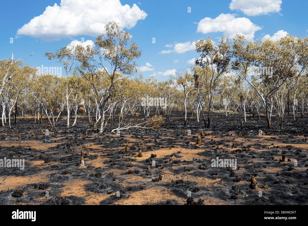 Forest fire. Victoria Highway, Australia, Commonwealth of Australia ...