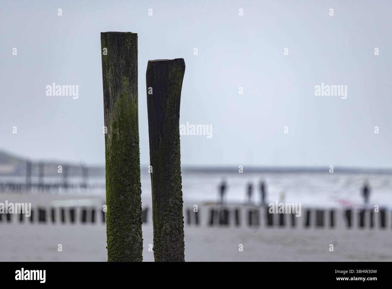 Two weathered wooden posts, groynes, on the beach, vague human ...
