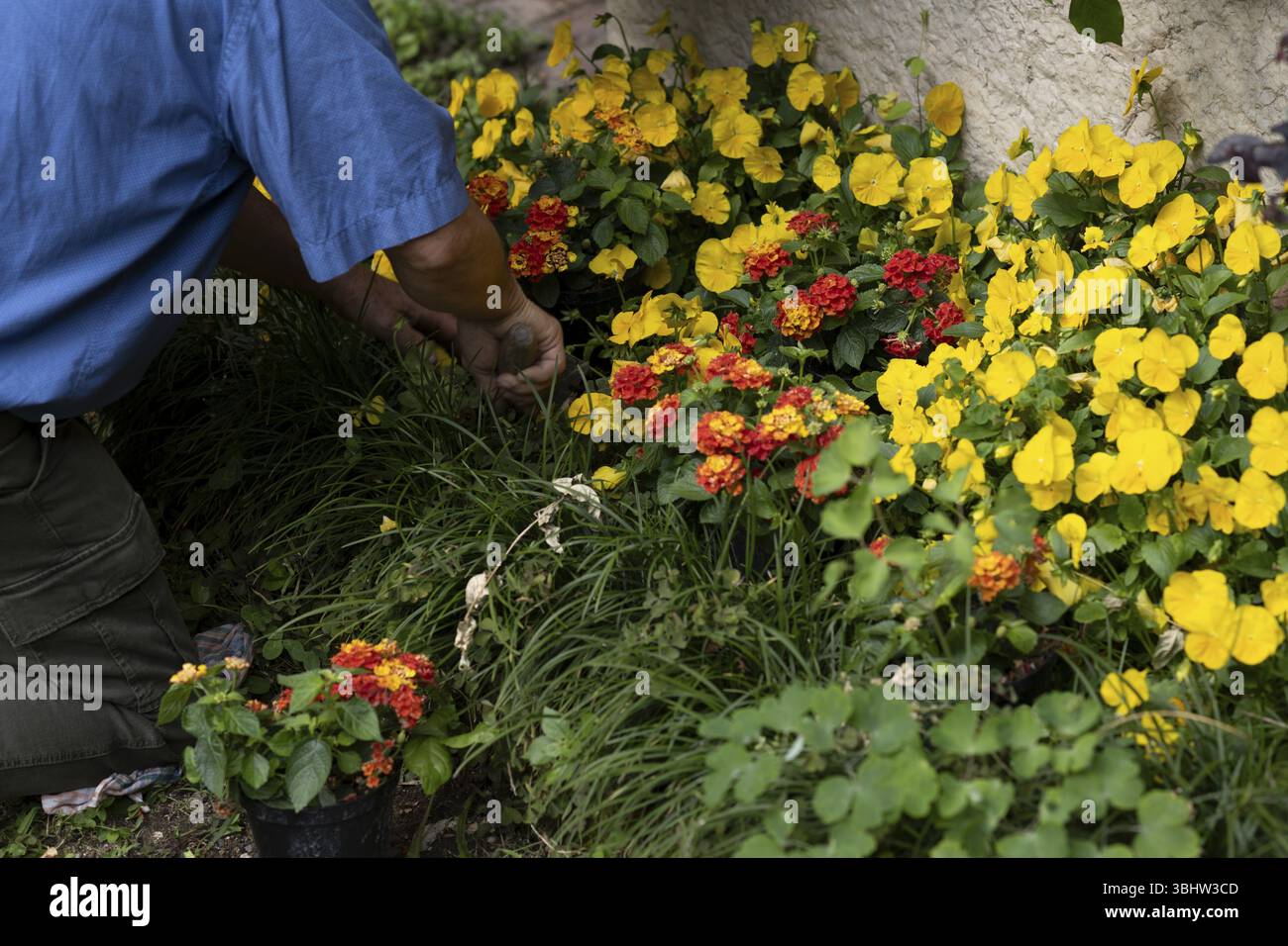 A vibrant outdoor gardening scene featuring colorful flowers and a ...