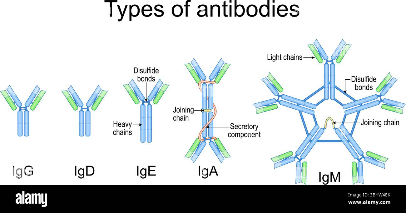 Types of antibodies. Structure of IgA, IgE, IgD, IgG, IgM. Immunoglobulin anatomy. Disulfide ...