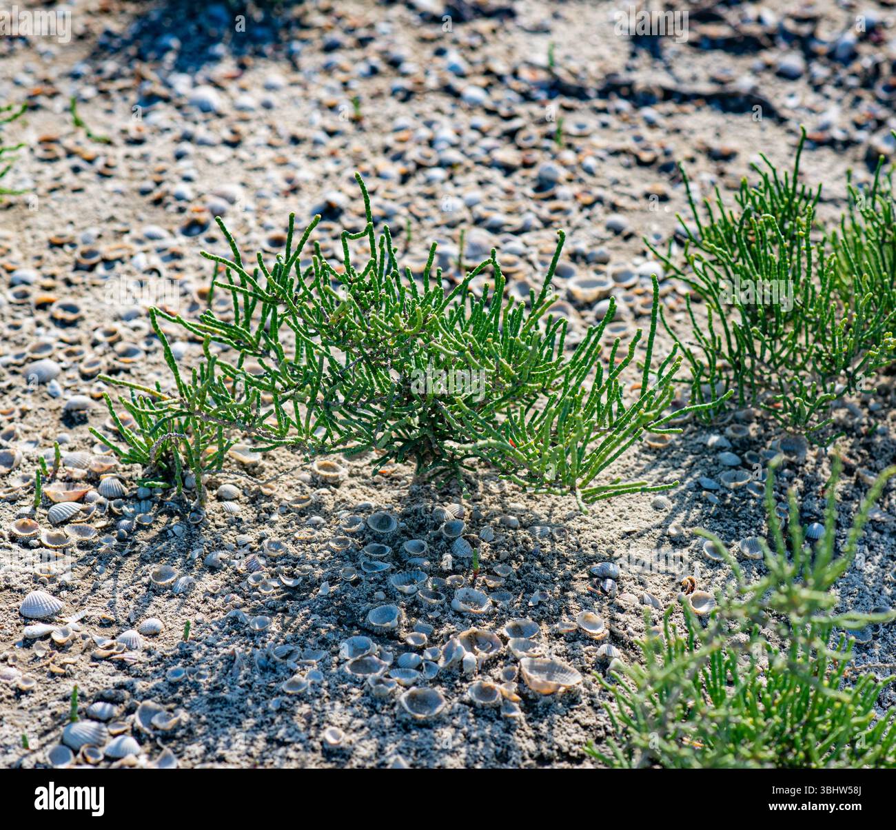 The photo shows seashells scattered on sandy soil among green halophyte ...