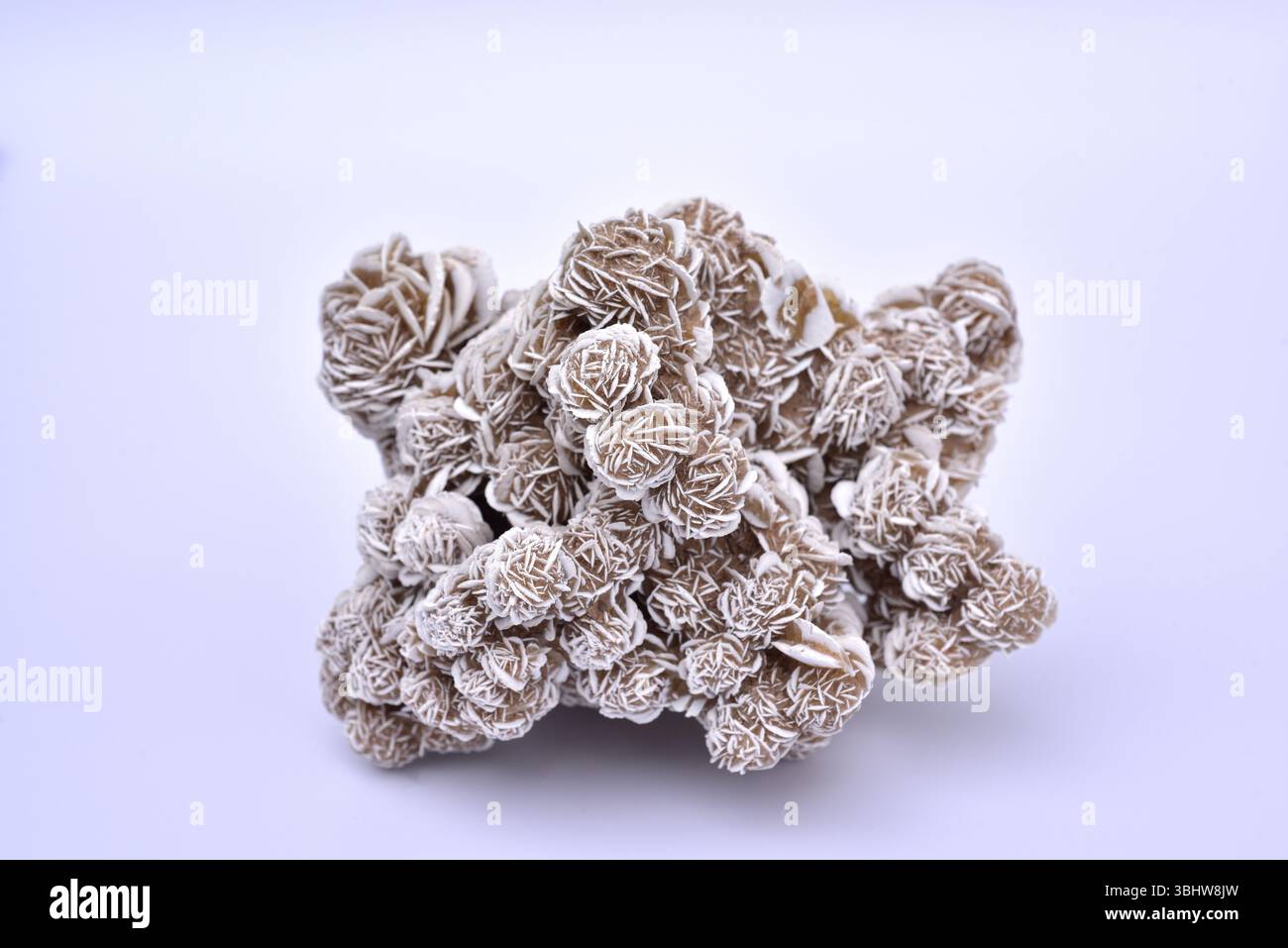 Desert rose, sand rose or gypsum rose is a gypsum crystals cluster ...