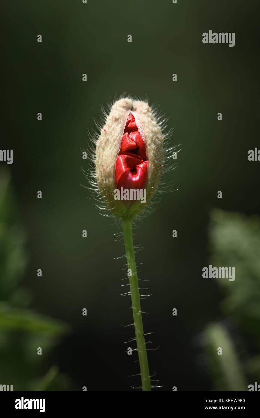 Unopened young green poppy bud with red flower petals inside close up ...