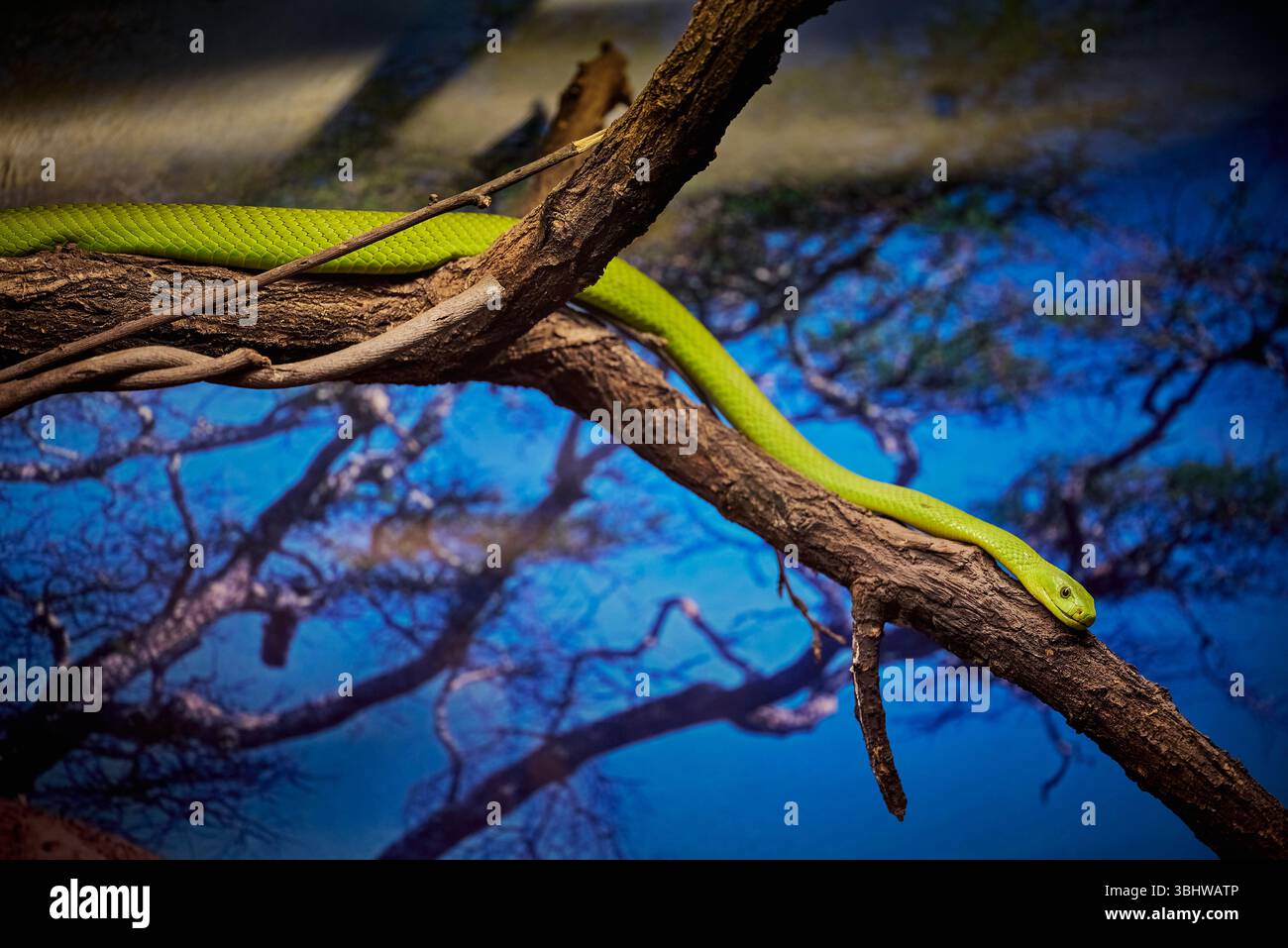 The eastern green mamba, Dendroaspis angusticeps on a branch Stock ...
