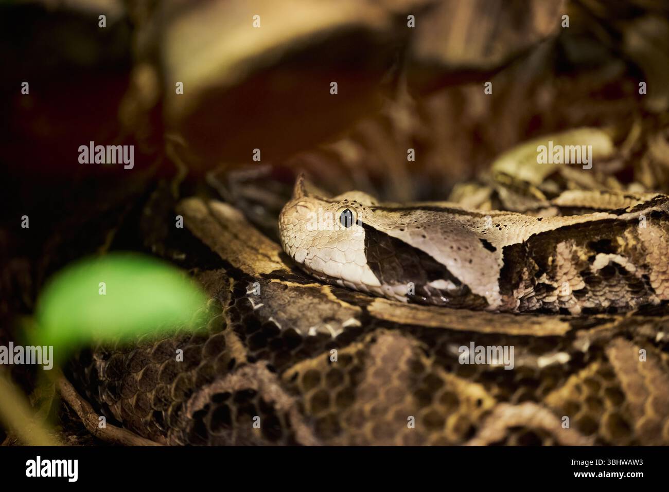 The Gaboon viper, Bitis gabonica, also called the Gaboon adder Stock ...