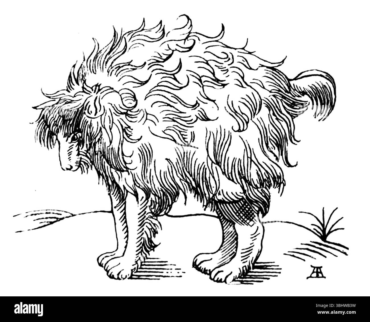 The history of four footed beasts and serpents 1658 Black and White ...