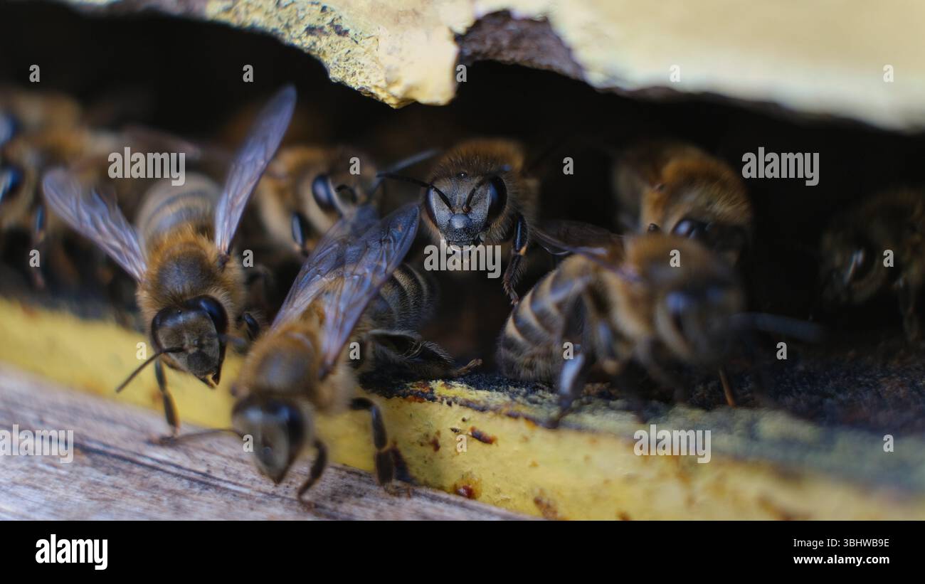 Honey Bees Gathering at the Entrance to a Wooden Beehive – Close-Up ...