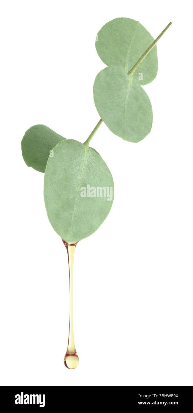 Eucalyptus oil cosmetics leaves Cut Out Stock Images & Pictures - Alamy