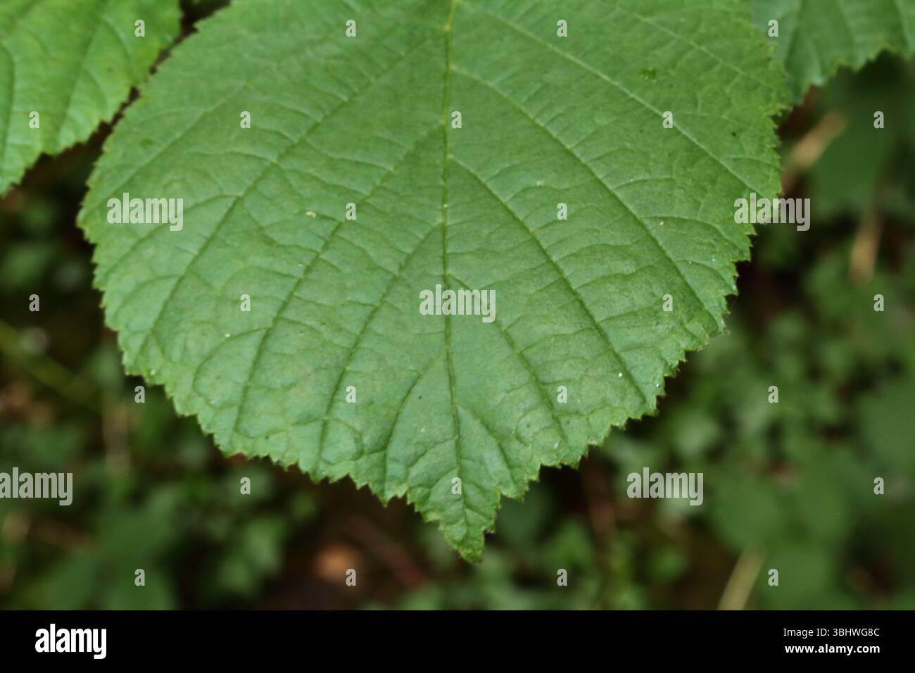 Tip of Hazel Leaf with blurred background Stock Photo - Alamy