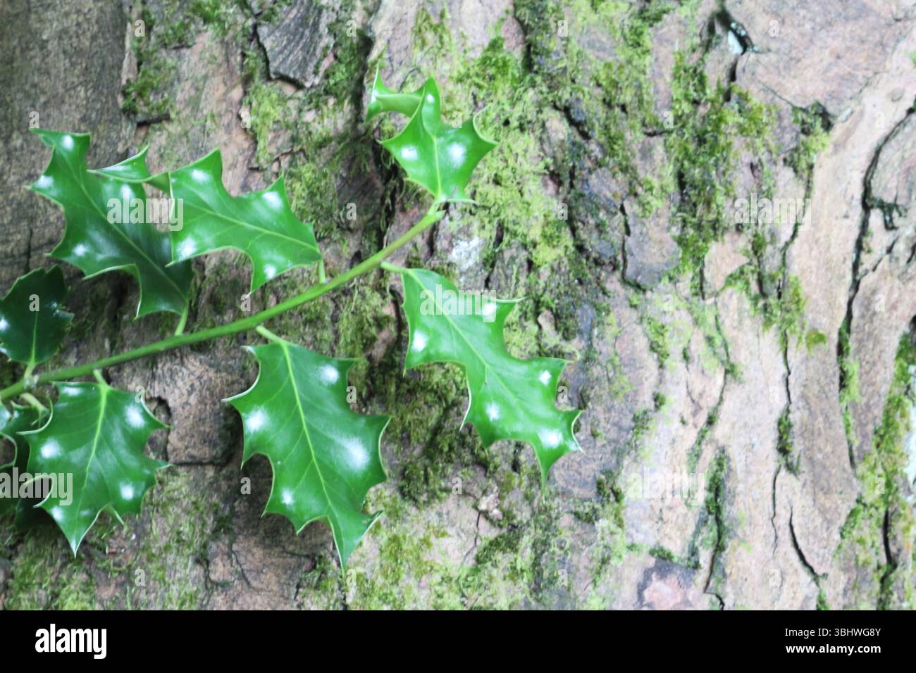 Plants around tree trunk hi-res stock photography and images - Alamy