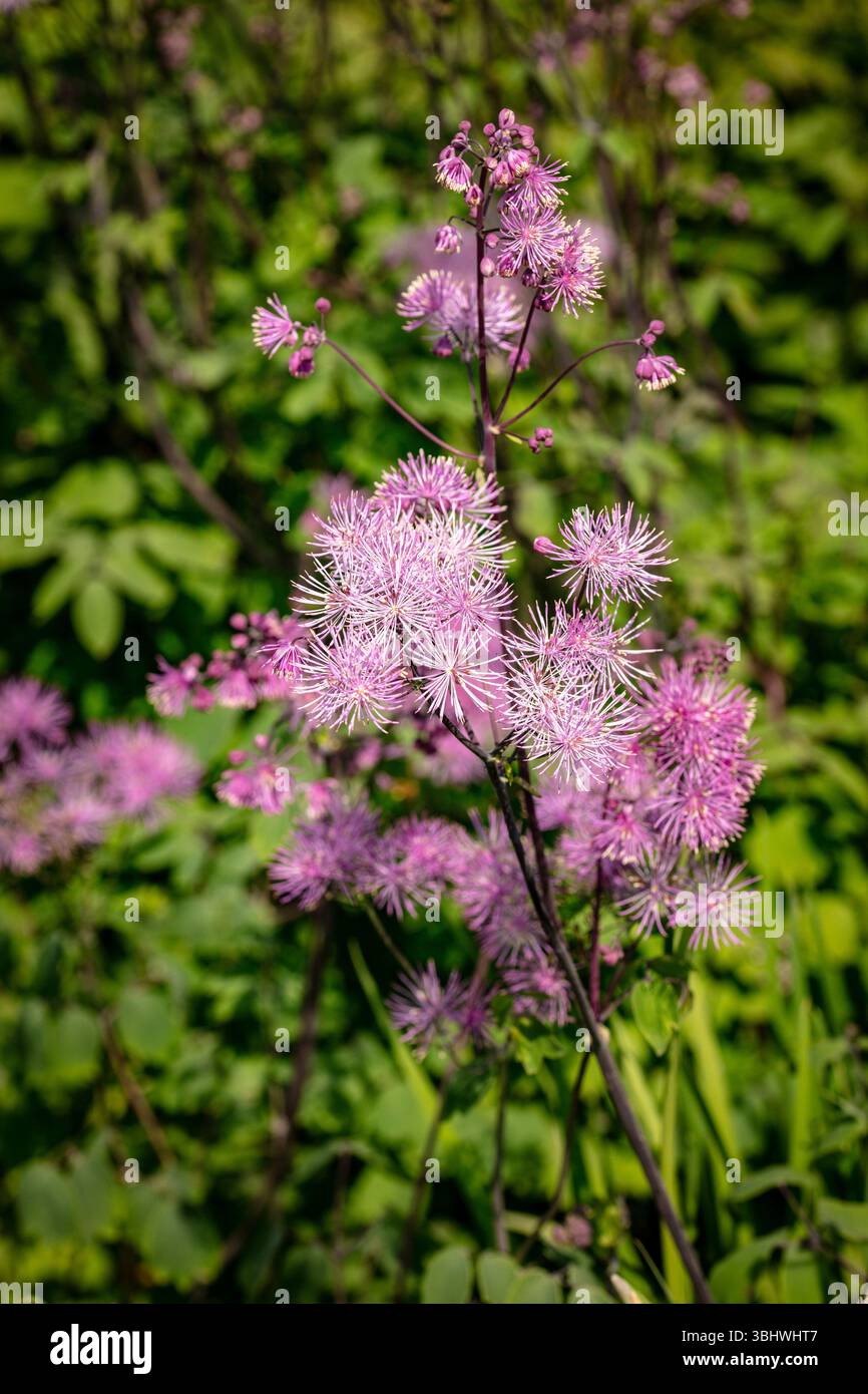 Natural close up flowering plant portrait of Thalictrum aquilegiifolium ...