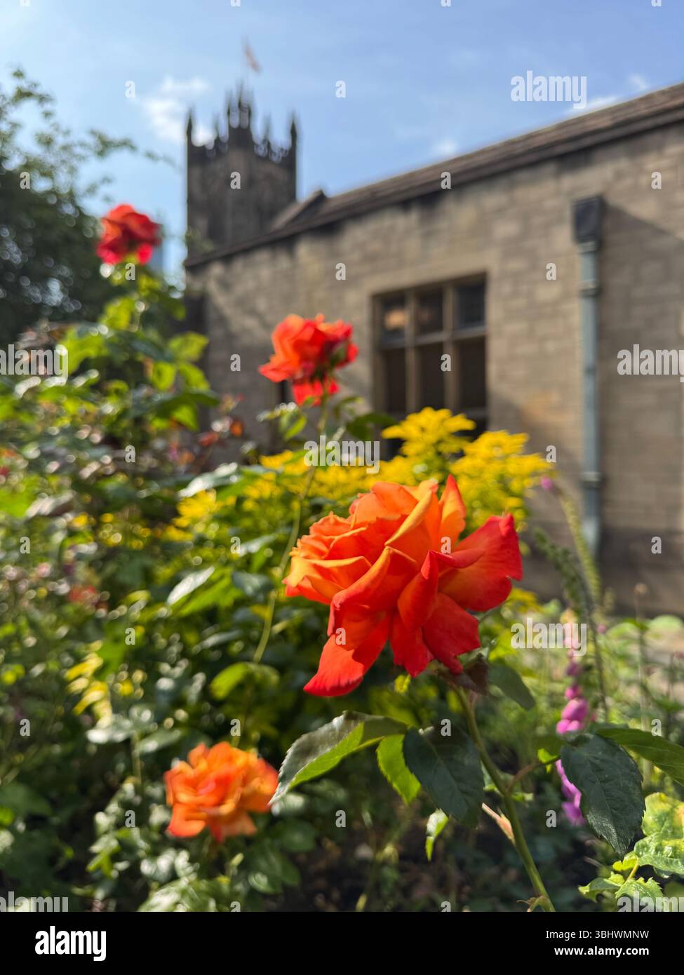 A beautiful rose outside of Manchester Cathedral Gardens Stock Photo ...