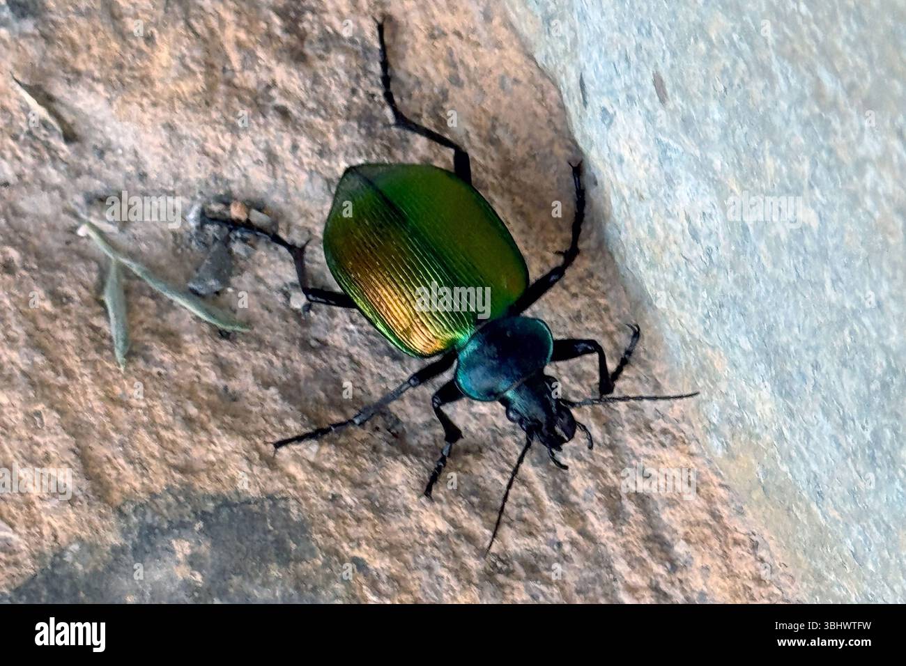 11.06.2025 , xsvx, Reise Urlaub, Griechenland Kreta emwir, v.l. Ein ...