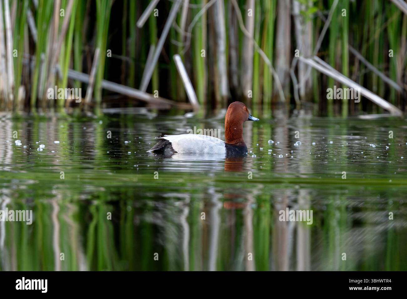 Common Pochard Swimming In Lake Against A Backdrop Of Reeds Stock Photo ...