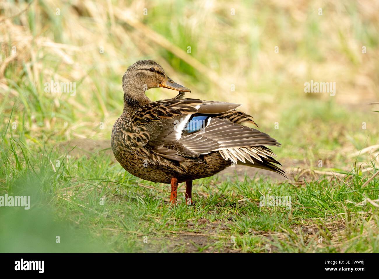 Wildlife Photograph Of A Mallard Bird Cleaning Its Feathers Stock Photo ...