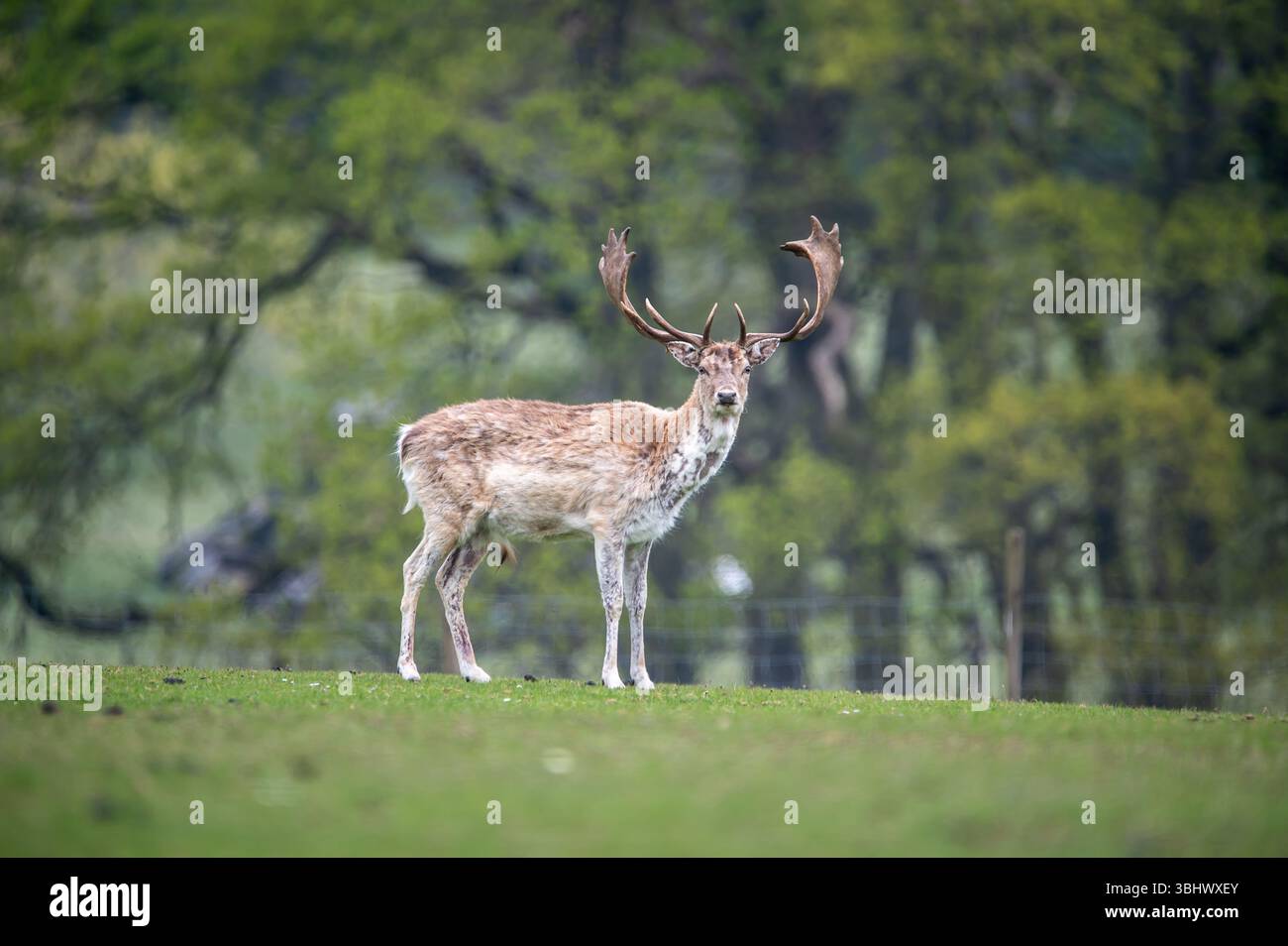 Buck of fallow deer hi-res stock photography and images - Alamy