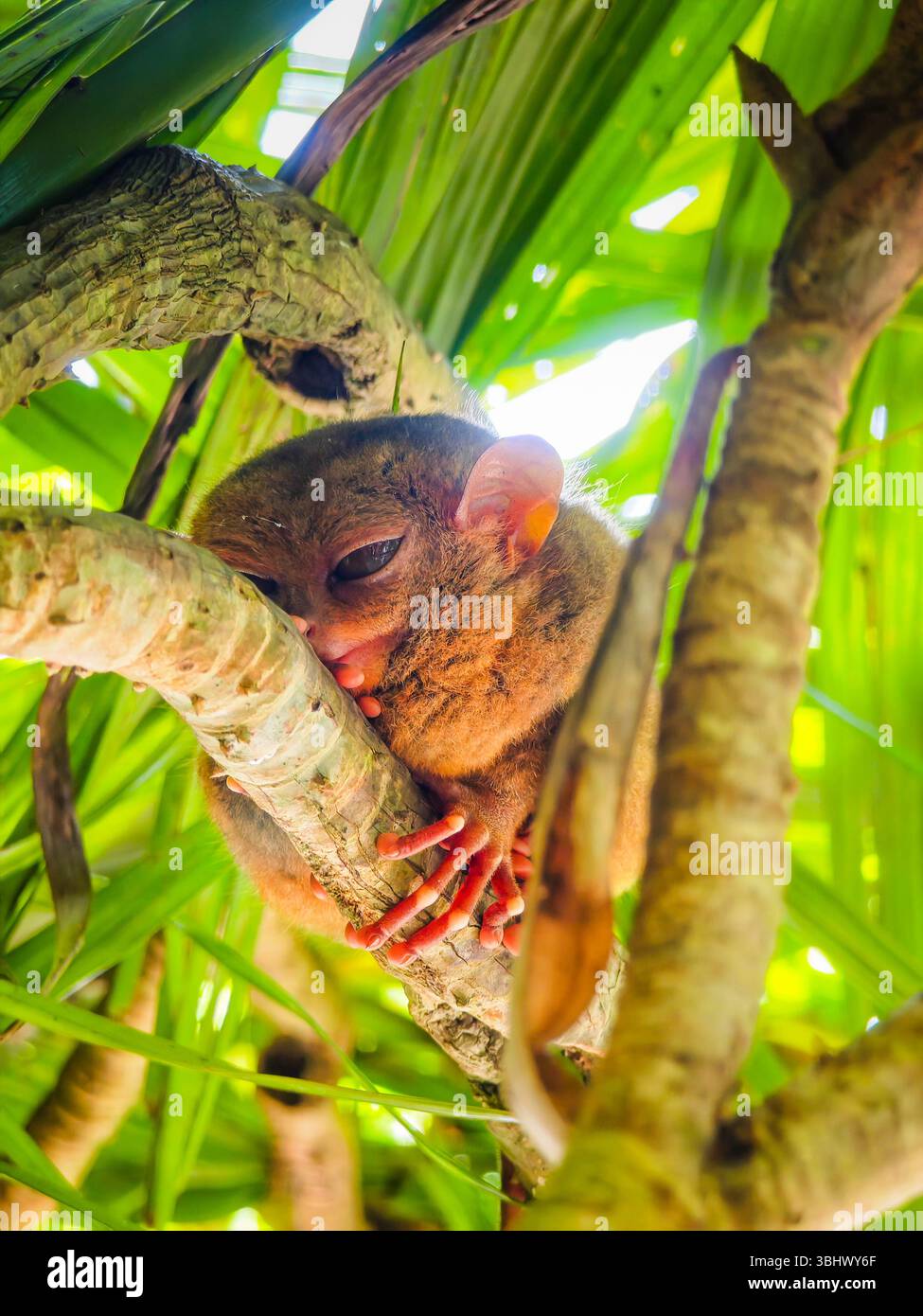 Close up shot of unique and cute looking Tarsier with large eyes. Bohol ...