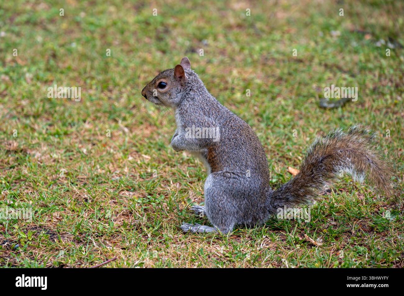 Squirrel standing upright on a textured pavement, showcasing its bushy ...