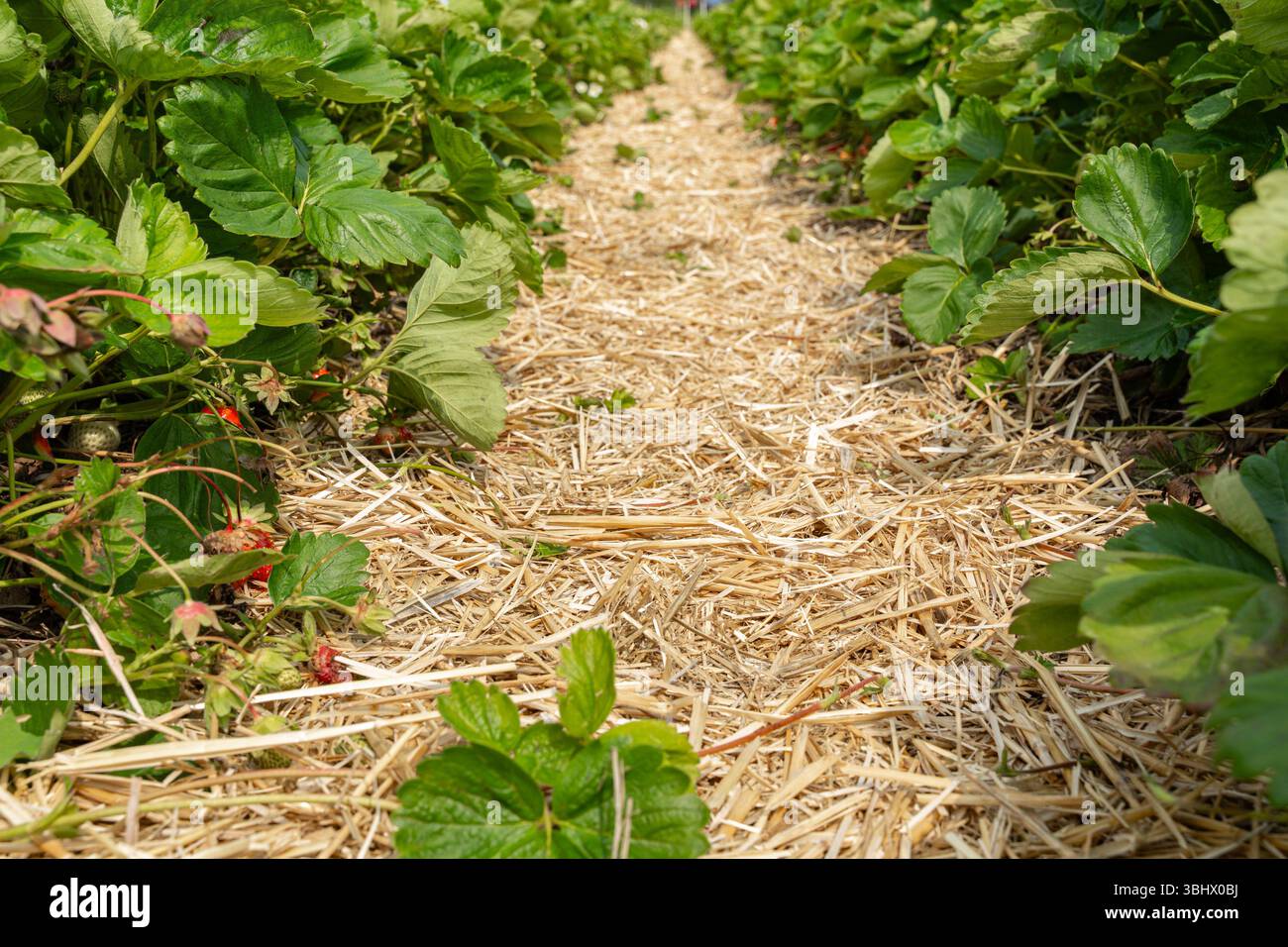 Strawberry plants flourishing alongside a mulched path in a rural farm ...