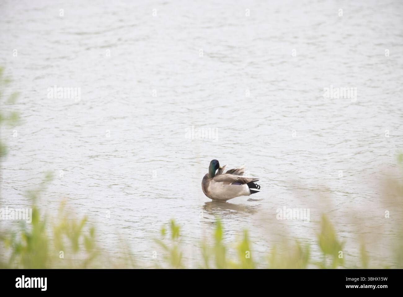 Mallard duck preening Stock Photo - Alamy