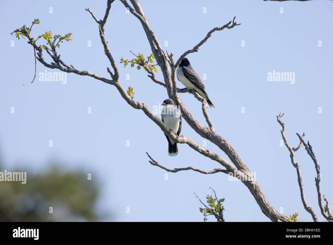 Kingbirds in a tree hi-res stock photography and images - Alamy