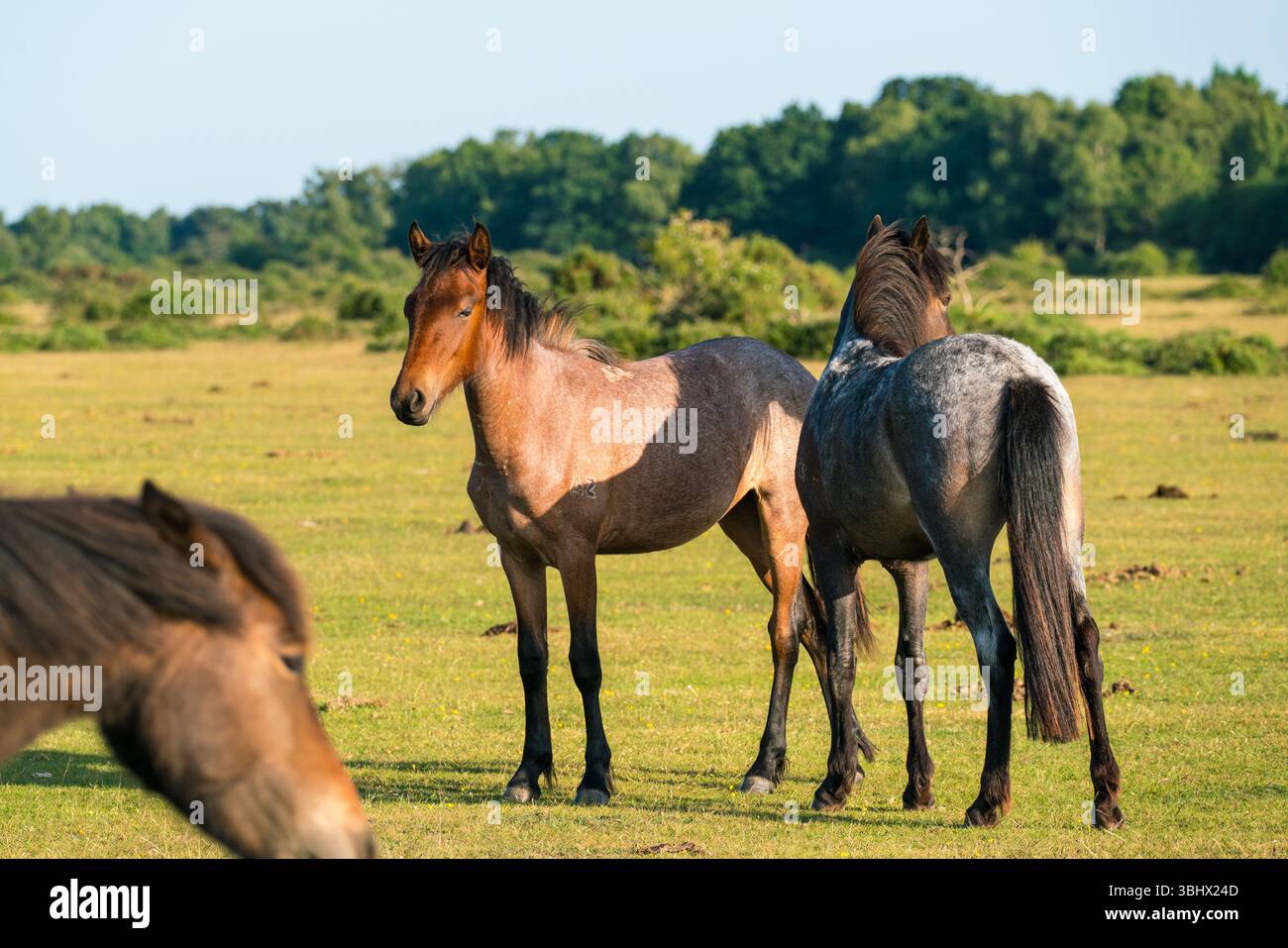New Forest ponies Stock Photo - Alamy