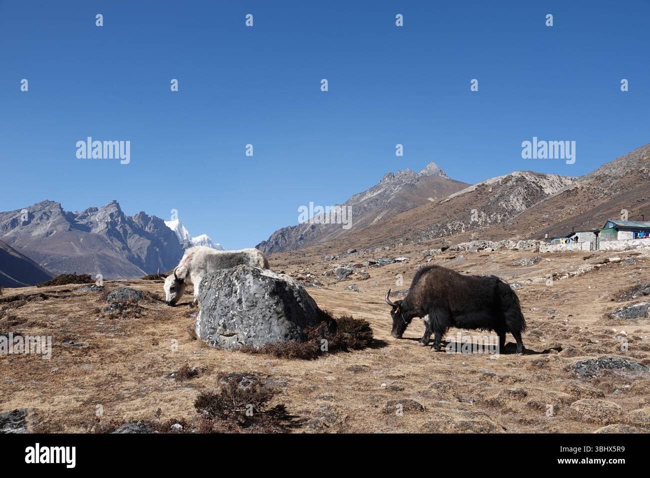 Nepal yaks black white hi-res stock photography and images - Alamy