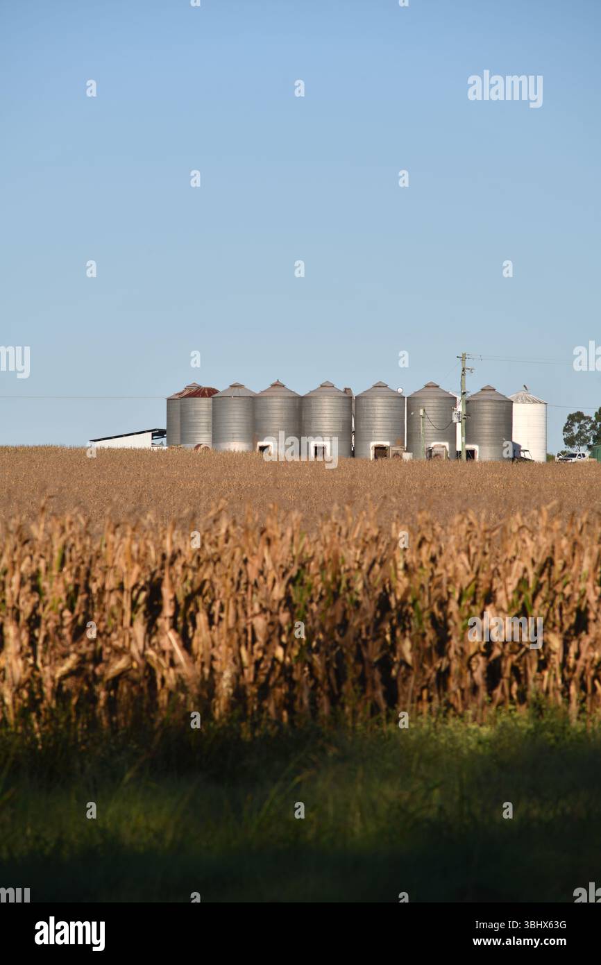 rural landscape with grain silos and maize crop ready to harvest in the ...