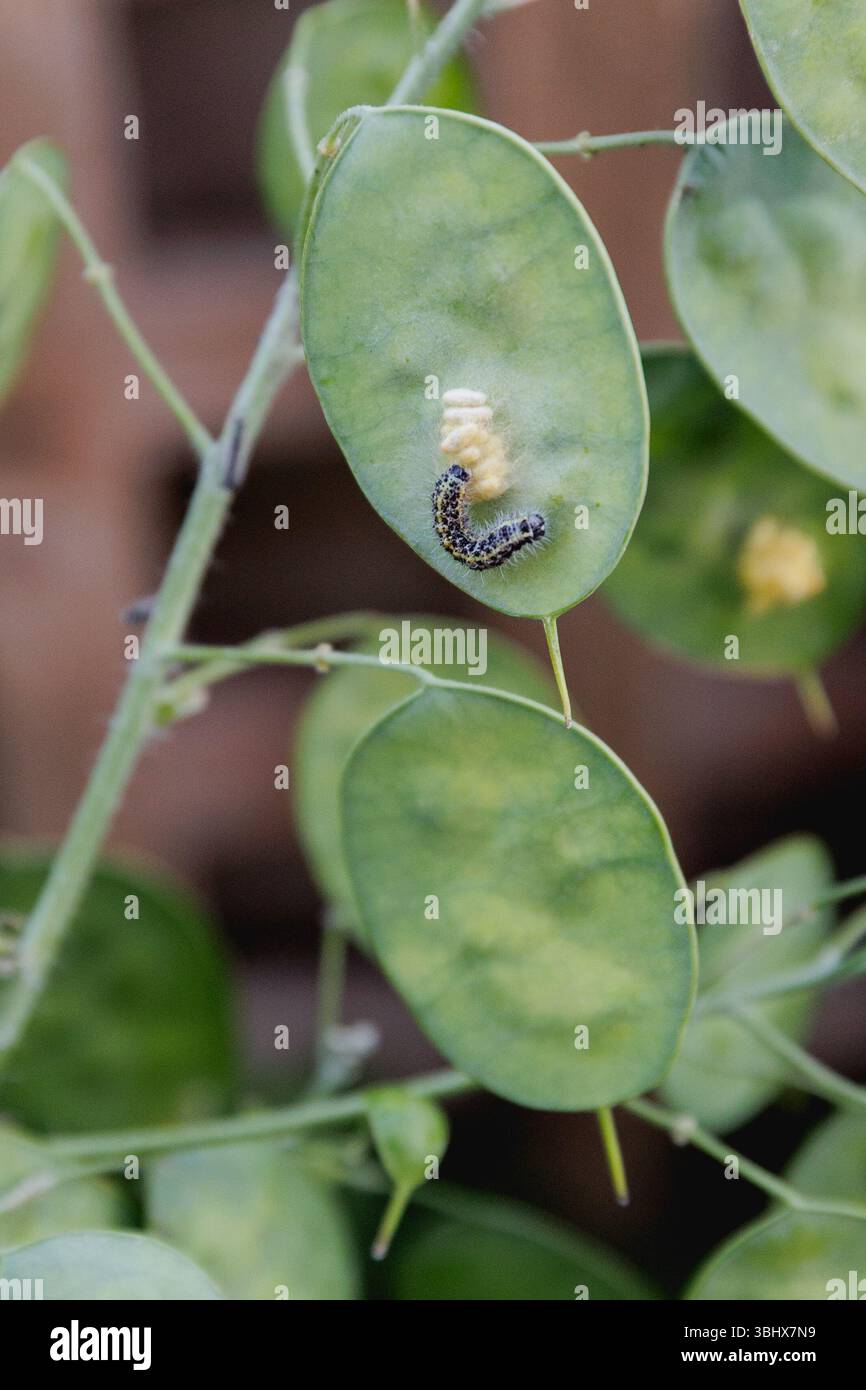 Parasitic wasp cocoons clustered on Lunaria (Honesty) seed pods with ...
