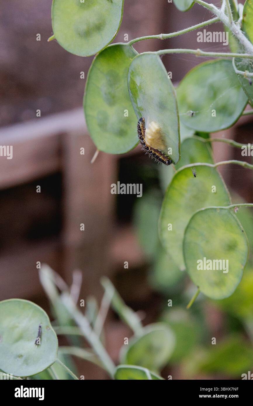 Parasitic wasp cocoons clustered on Lunaria (Honesty) seed pods with ...
