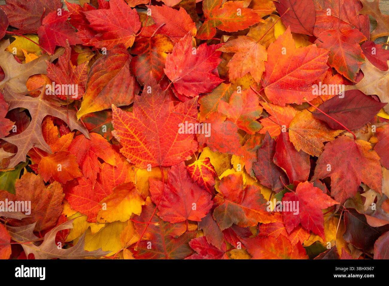 Abstract arrangement of vibrant leaves in warm colors hi-res stock ...
