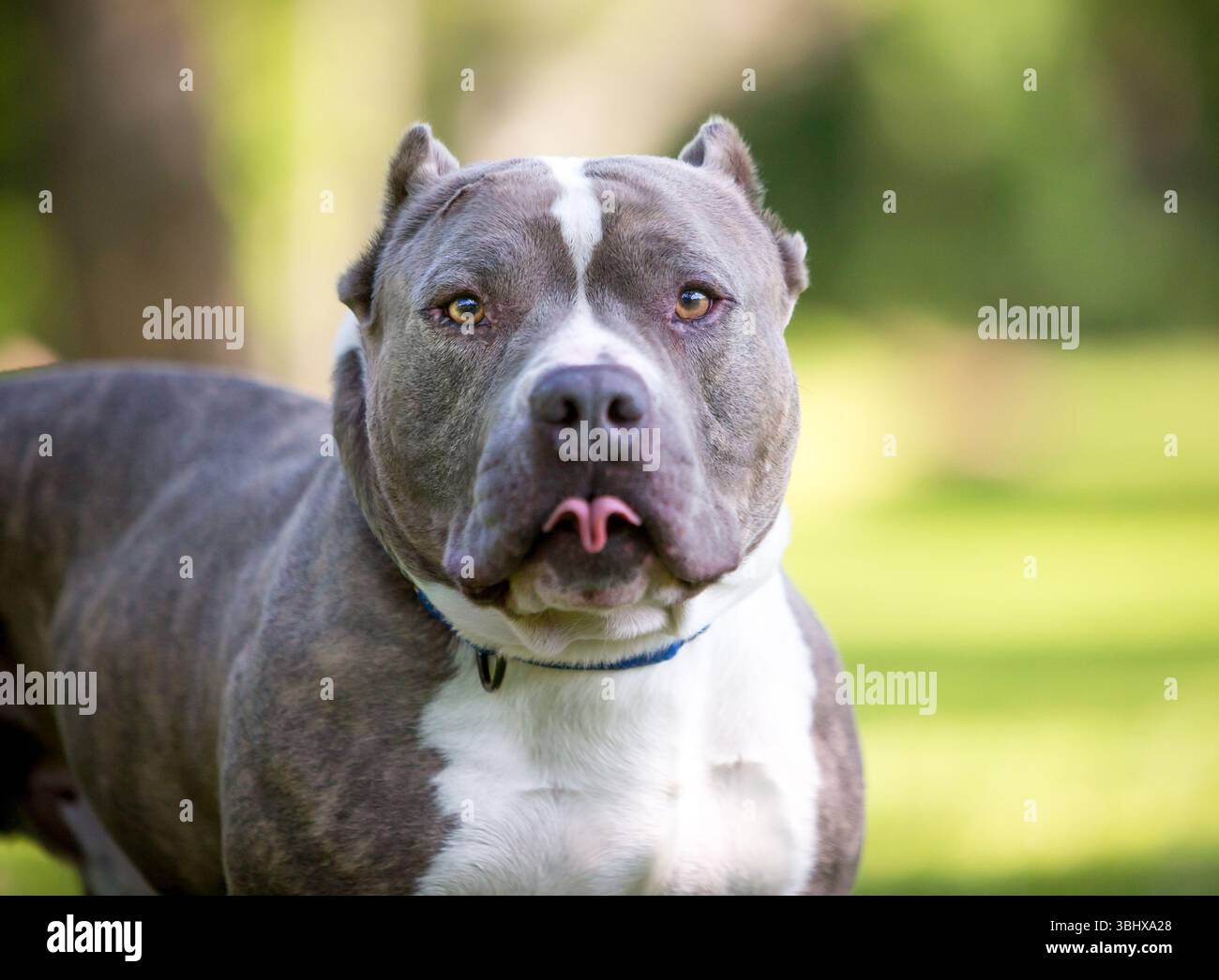 A muscular short and stocky American Bully dog with cropped ears ...
