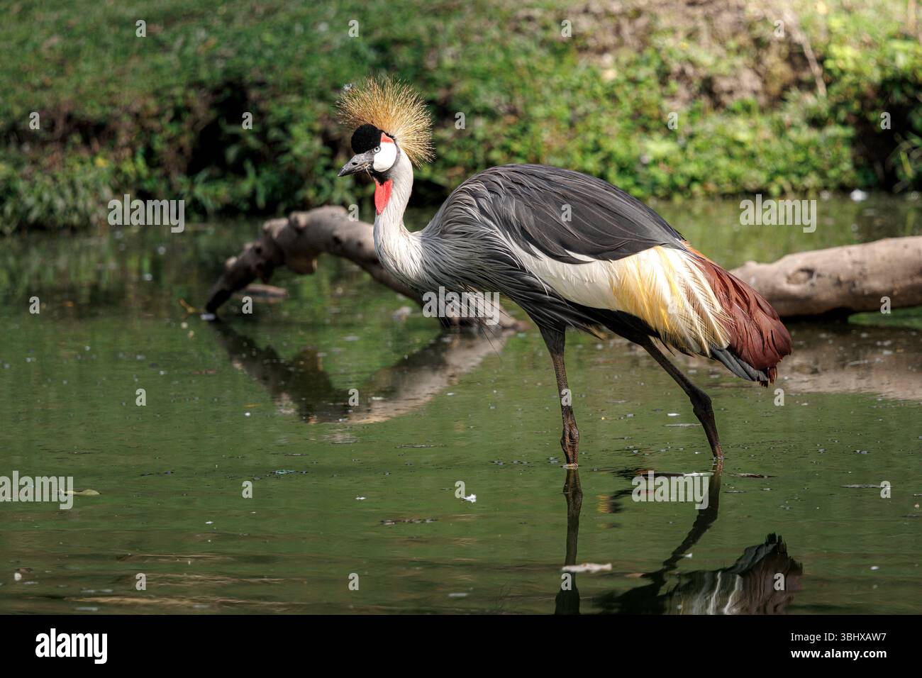 Grey crowned crane (Balearica regulorum), a large, ground-dwelling bird ...