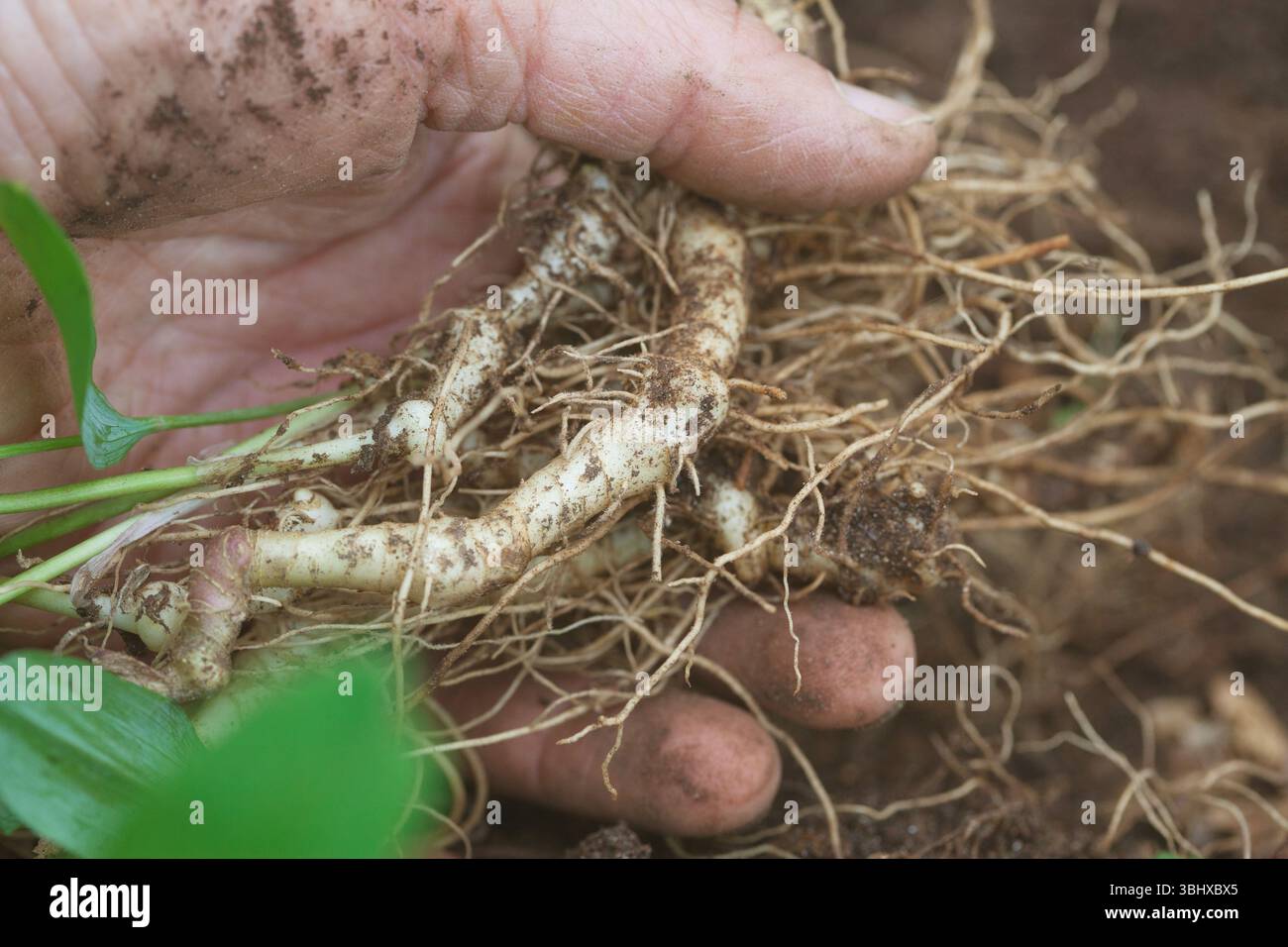 Eurasian soloman's-seal, Solomon's seal, David's harp, ladder-to-heaven ...