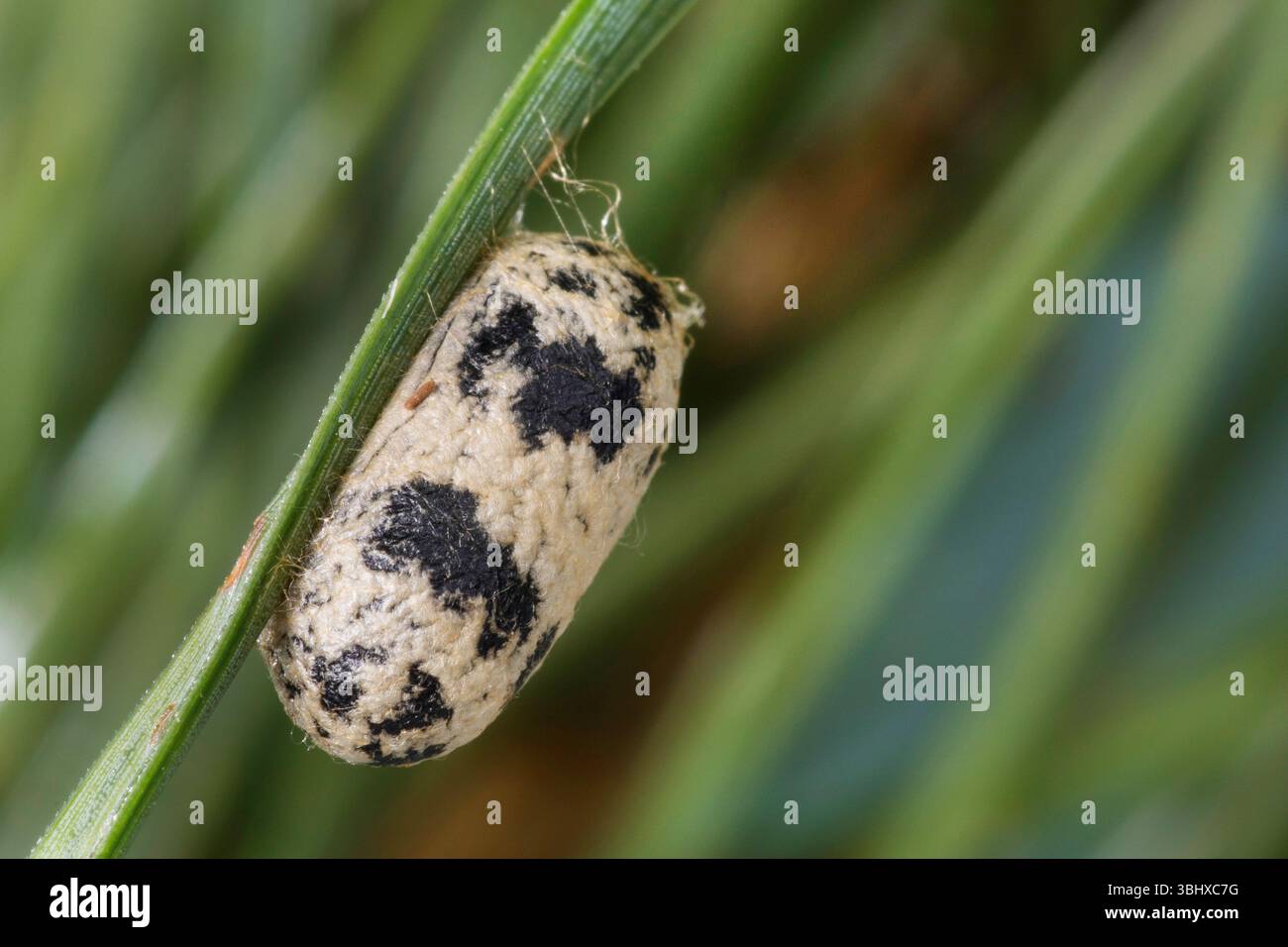 ichneumon fly, ichneumon (Ichneumonidae), cocoon, Germany Stock Photo ...