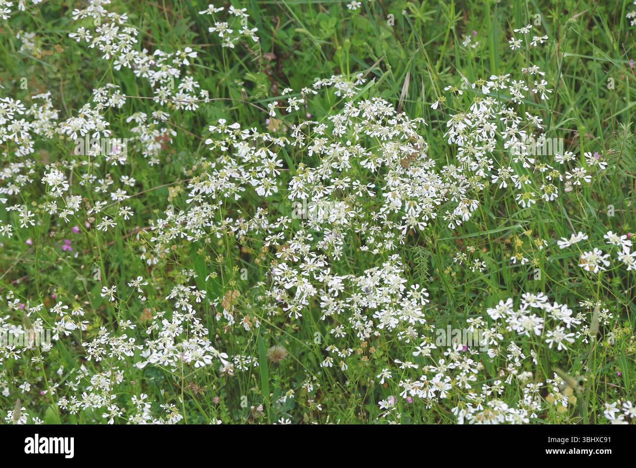Mediterranean hartwort (Tordylium apulum, Condylocarpus humilis ...