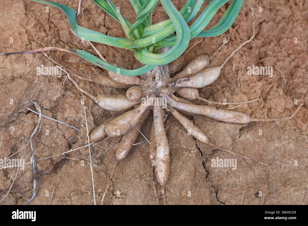 Asphodelus spec hi-res stock photography and images - Alamy