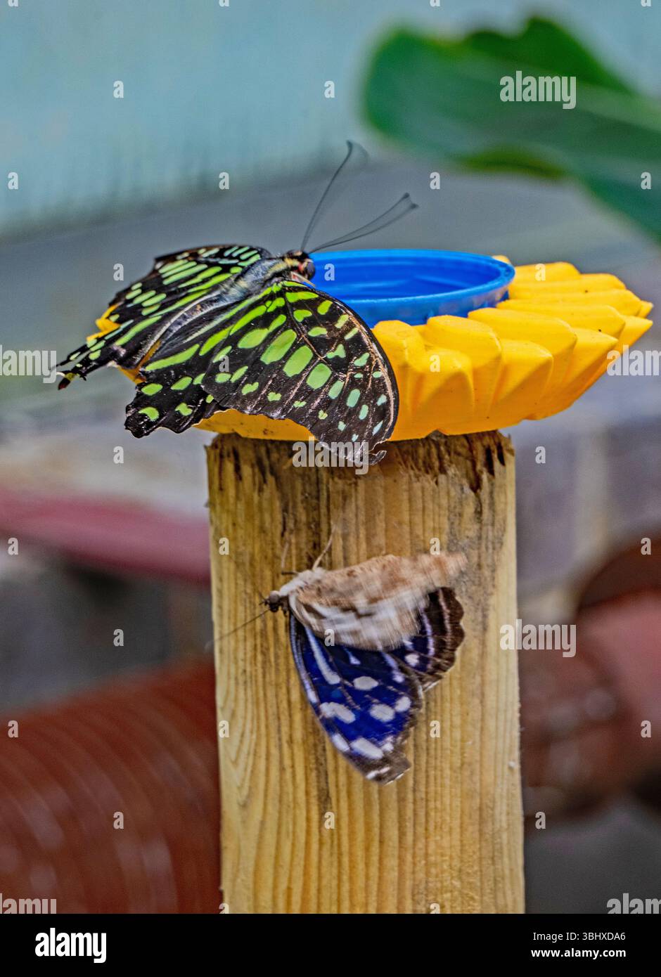 A butterfly drinking at a water station Stock Photo - Alamy