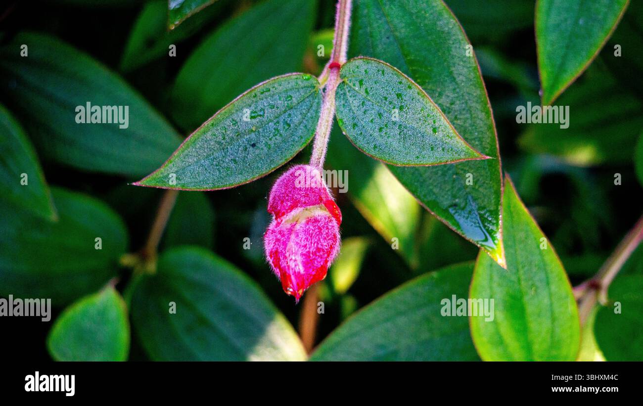 Tibouchina urvilleana (princess flower, glory bush, purple glory bush ...