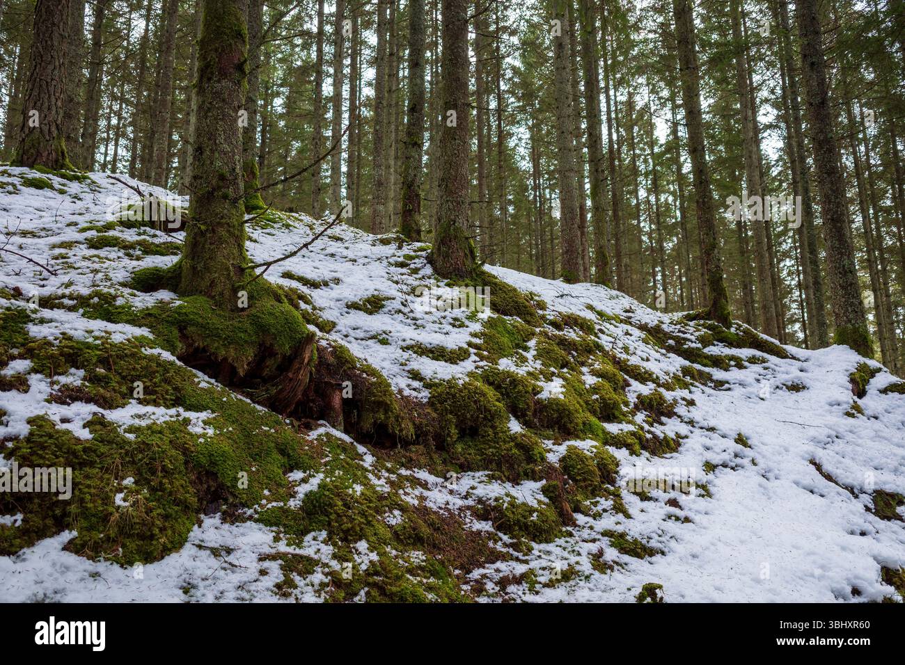 A scenic view of a sloping forest in Sweden, adorned with moss-covered ...