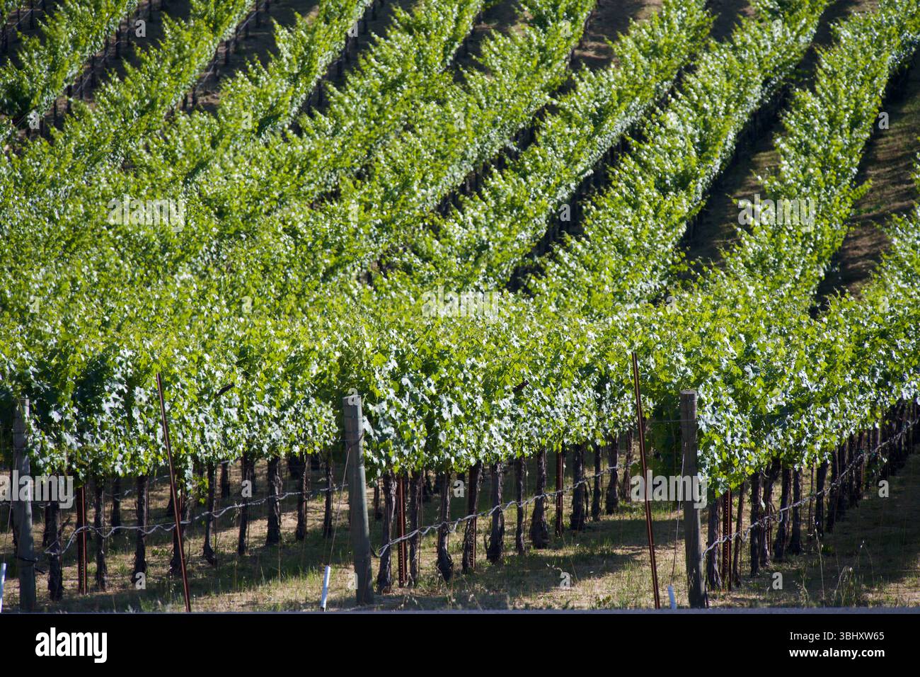 Rows of grapevines line a hillside in Napa Valley, California Stock ...