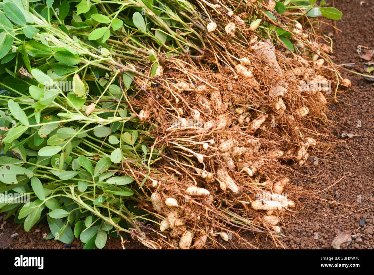 Fresh peanuts plants with roots plants harvest of peanut plants Stock ...
