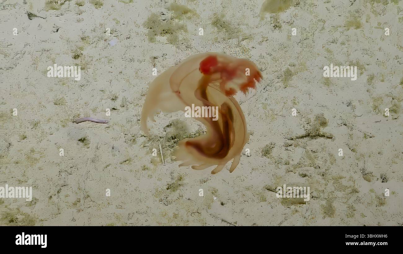 Deep Sea Sea Pigs Mariana Trench Mining Exploration 2025 Stock Photo ...