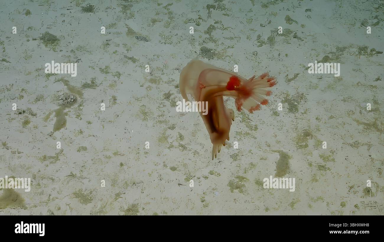 Mariana trench life hi-res stock photography and images - Alamy