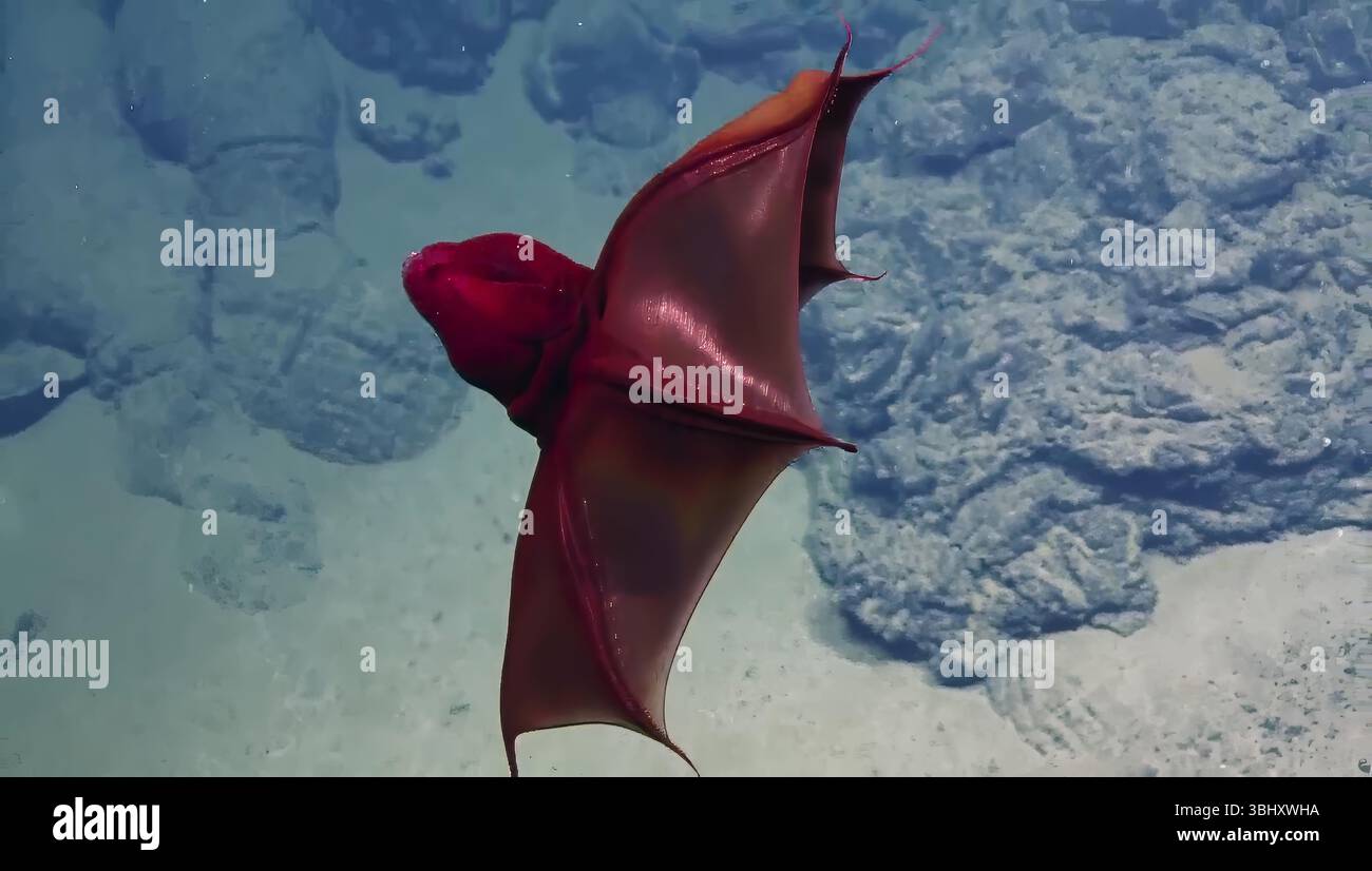Deep Sea Vampire squid Deep Ocean Exploration Mariana Trench 2025 Stock ...