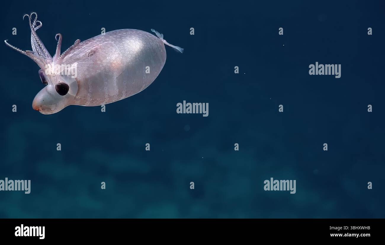 Deep Sea Glass squid Deep Ocean Exploration Mariana Trench 2025 Stock ...