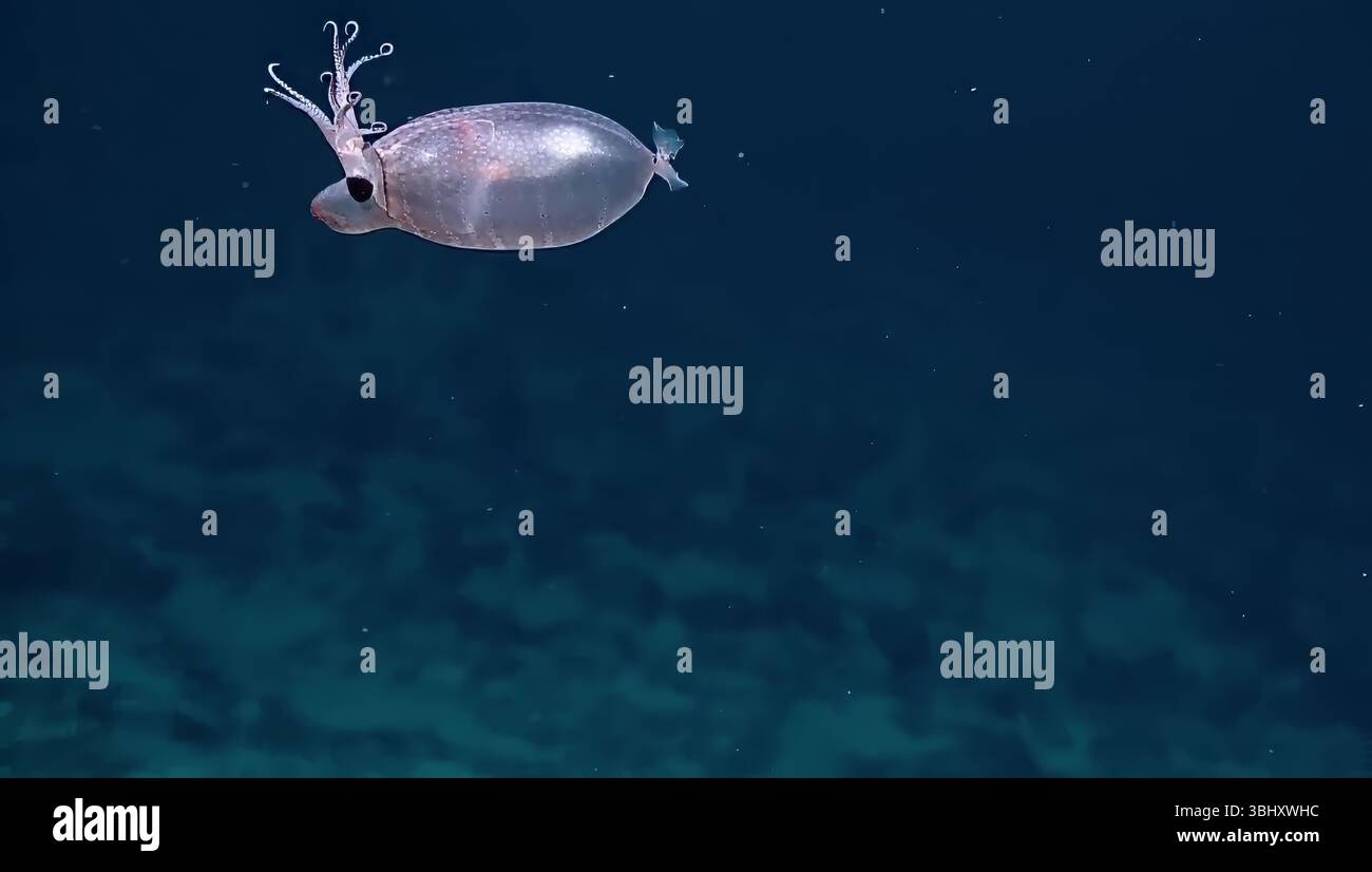 Deep Sea Glass squid Deep Ocean Exploration Mariana Trench 2025 Stock ...