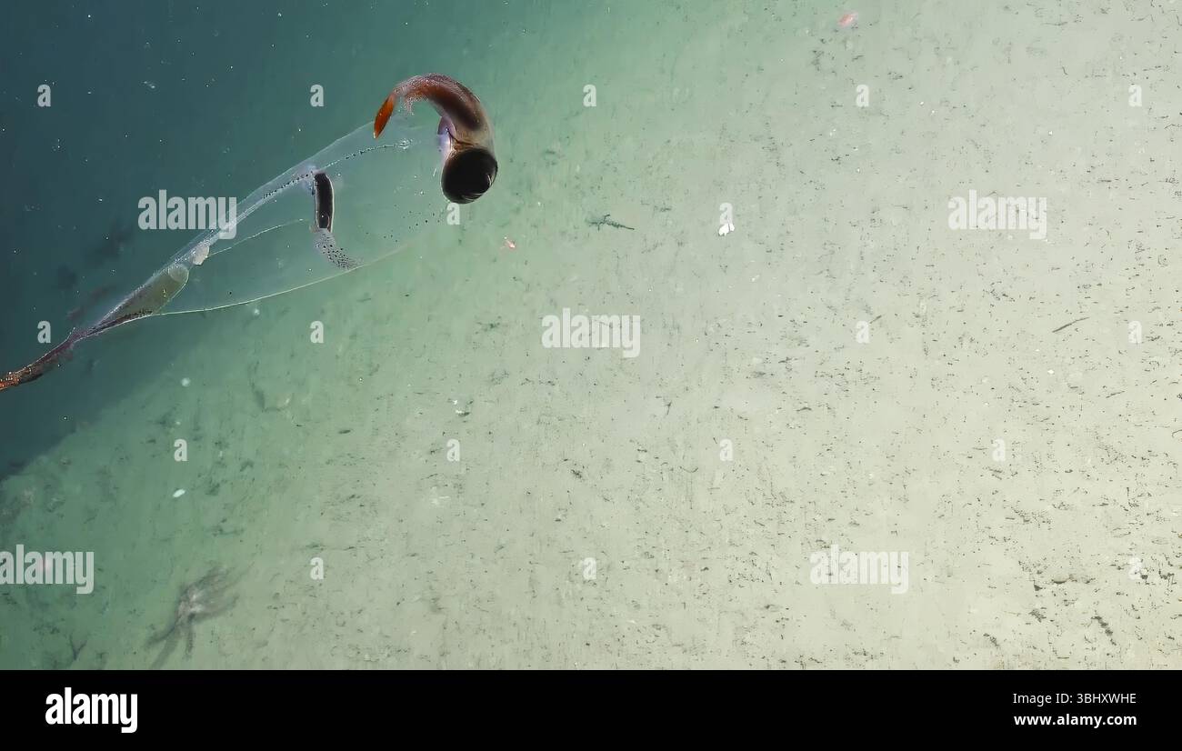 Deep Sea Glass squid Deep Ocean Exploration Mariana Trench 2025 Stock ...